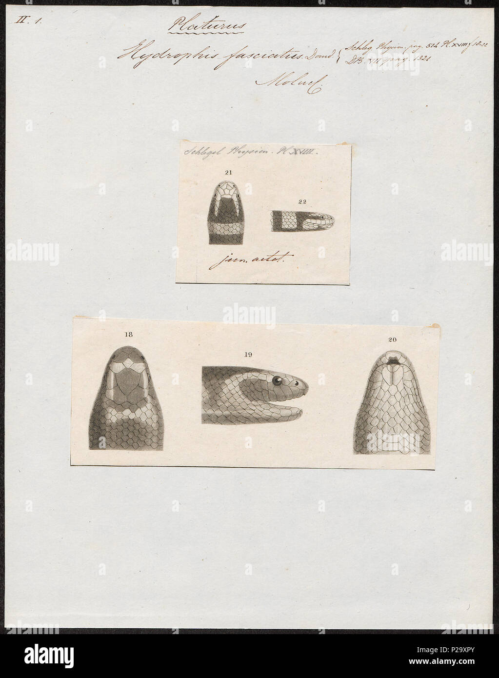 Hydrophis hi-res stock photography and images - Alamy