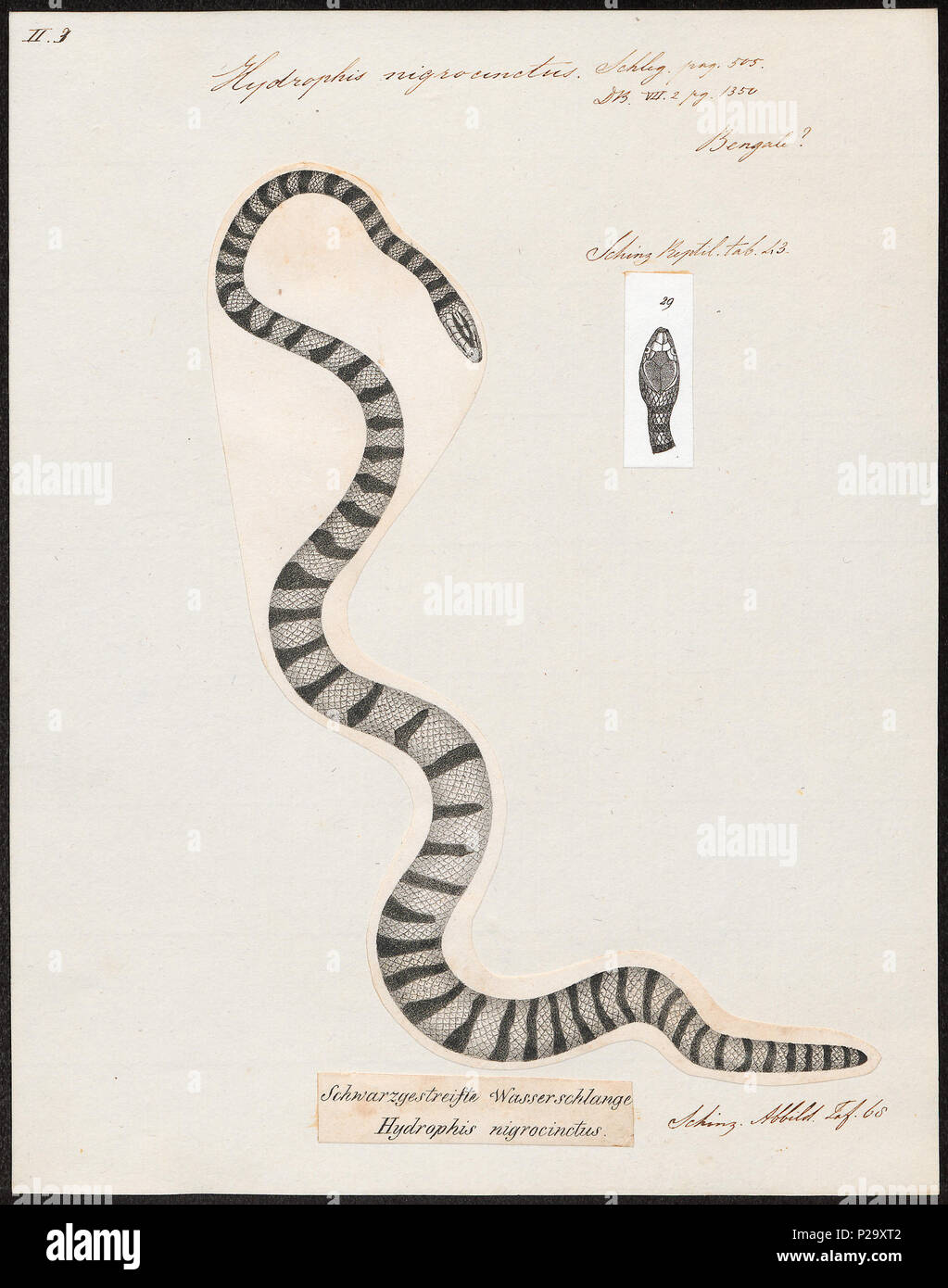 Nigrocinctus hi-res stock photography and images - Alamy