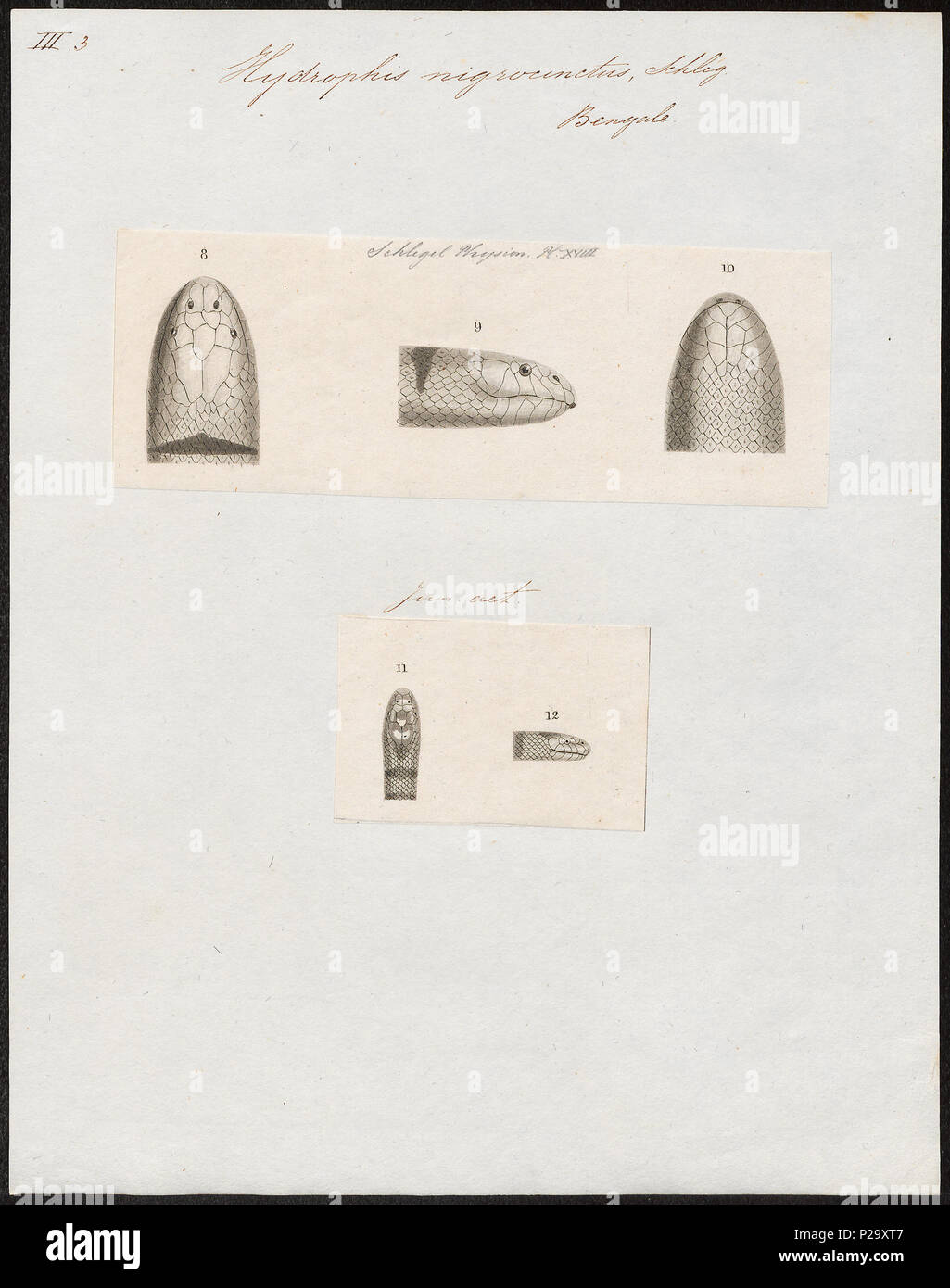 Nigrocinctus hi-res stock photography and images - Alamy