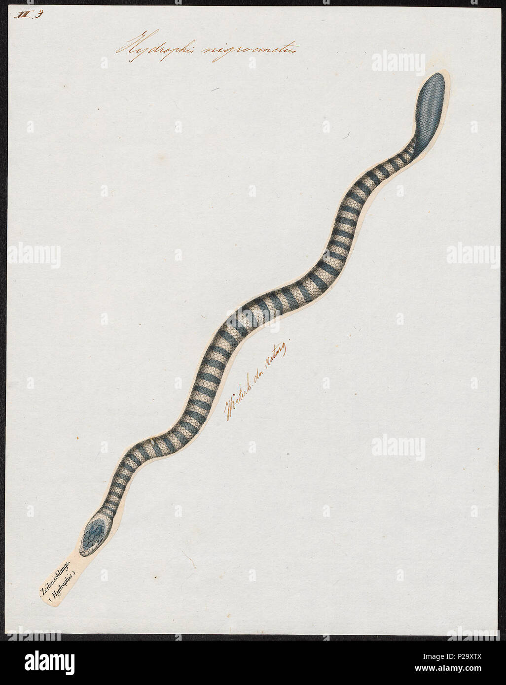 Hydrophis nigrocinctus hi-res stock photography and images - Alamy