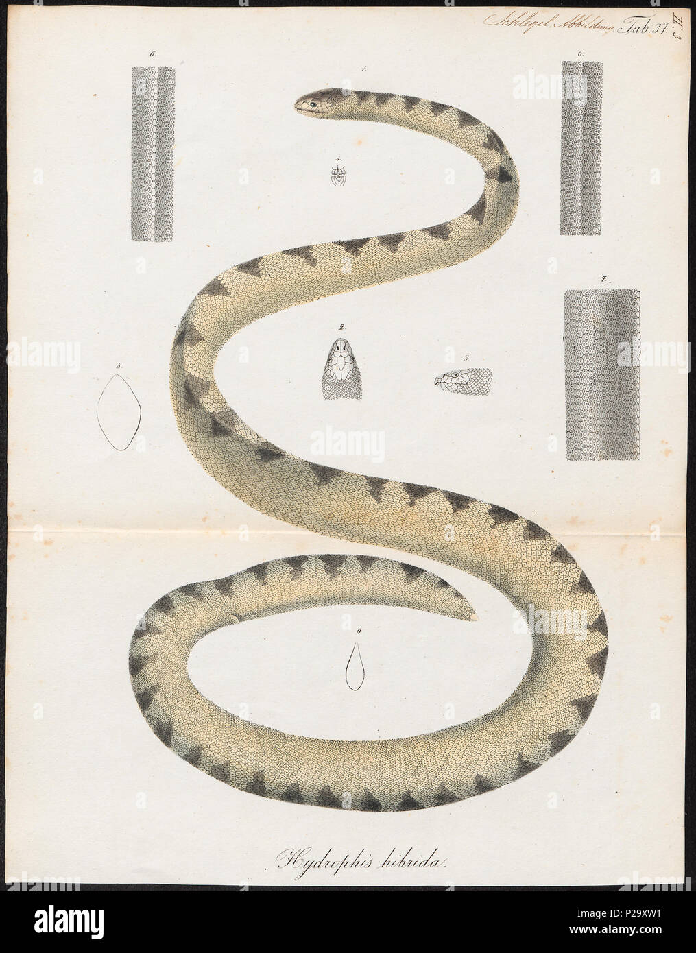 Hydrophis hi-res stock photography and images - Alamy