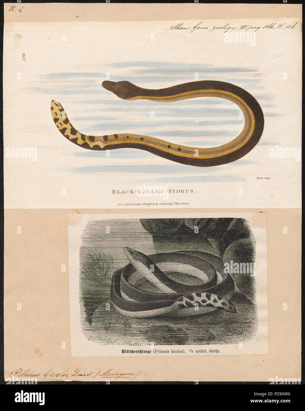 . Pelamis bicolor . between 1700 and 1880 219 Pelamis bicolor - 1700 ...
