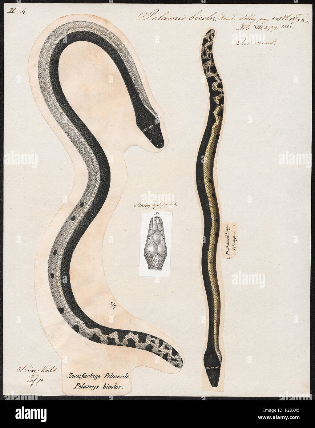 . Pelamis bicolor . between 1700 and 1880 219 Pelamis bicolor - 1700 ...