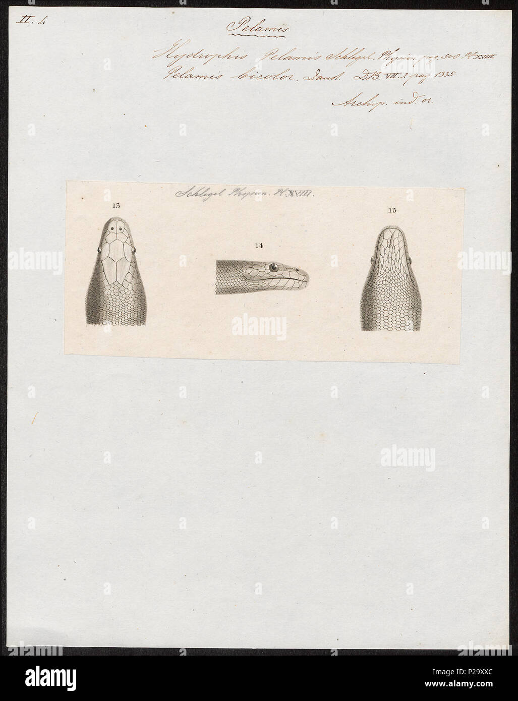 . Pelamis bicolor - kop . 1837 219 Pelamis bicolor - kop - 1837 - Print ...