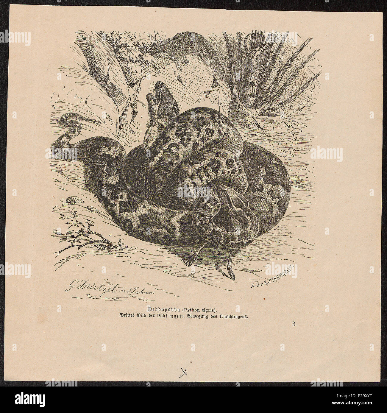 . Python tigris . between 1700 and 1880 274 Python tigris - 1700-1880 ...
