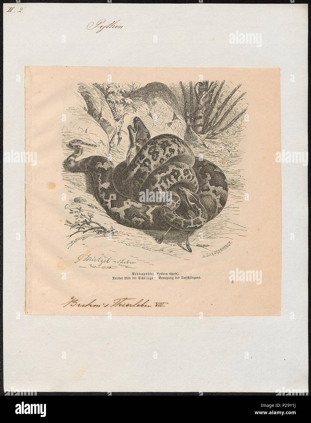 Python tigris hi-res stock photography and images - Alamy