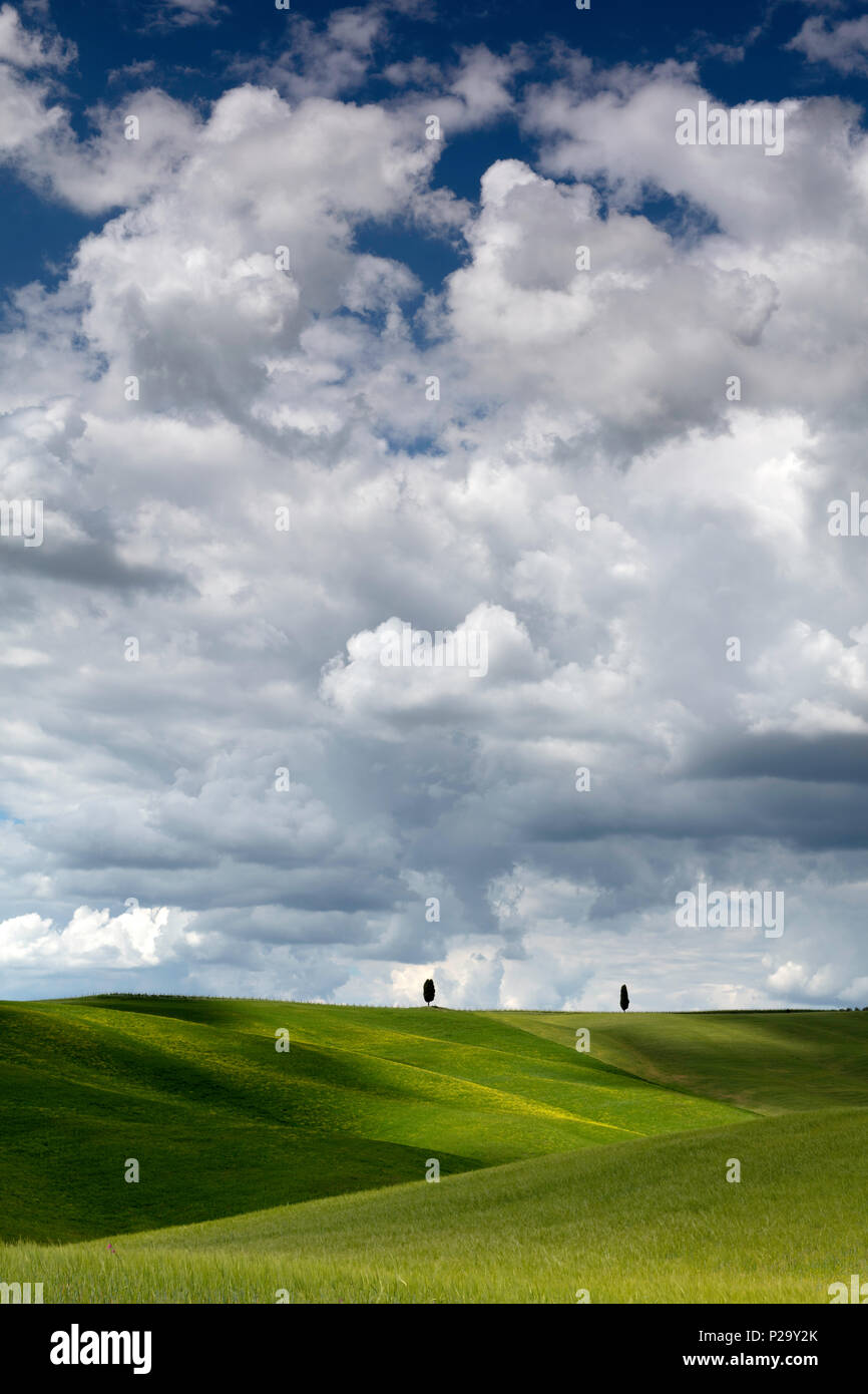 Cyprus trees hi-res stock photography and images - Alamy