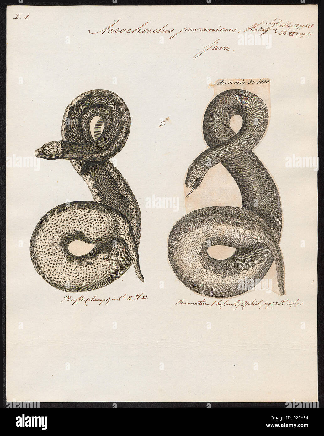 File snake hi-res stock photography and images - Alamy