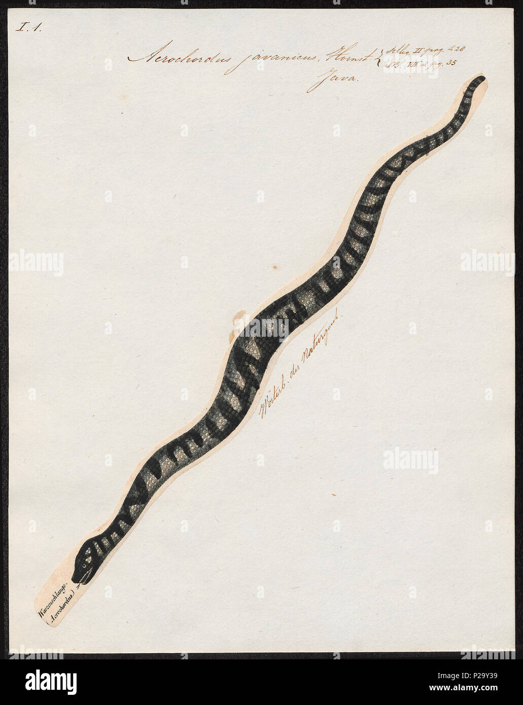 Acrochordus hi-res stock photography and images - Alamy