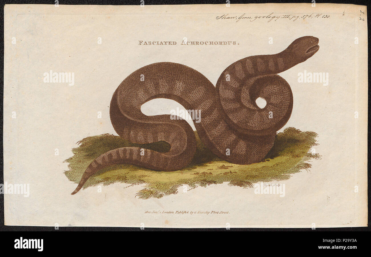 . Acrochordus fasciatus . between 1700 and 1880 5 Acrochordus fasciatus ...