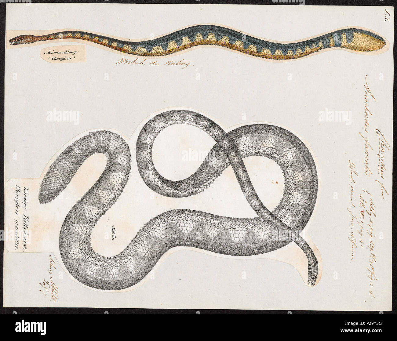 Acrochordus hi-res stock photography and images - Alamy