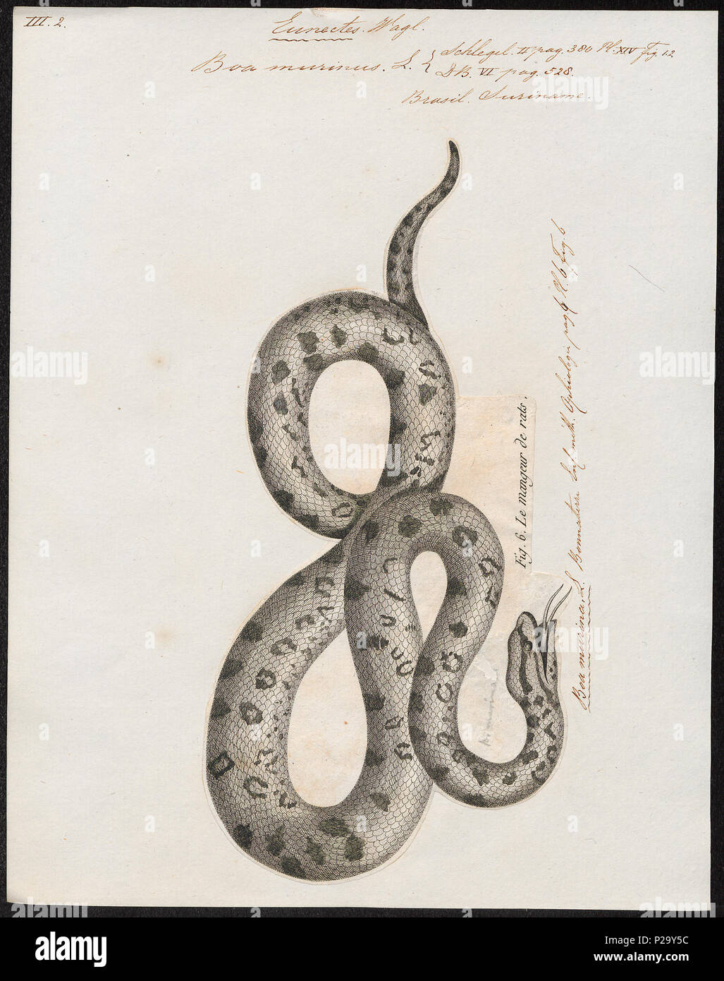 32 Boa murinus - 1700-1880 - Print - Iconographia Zoologica - Special ...