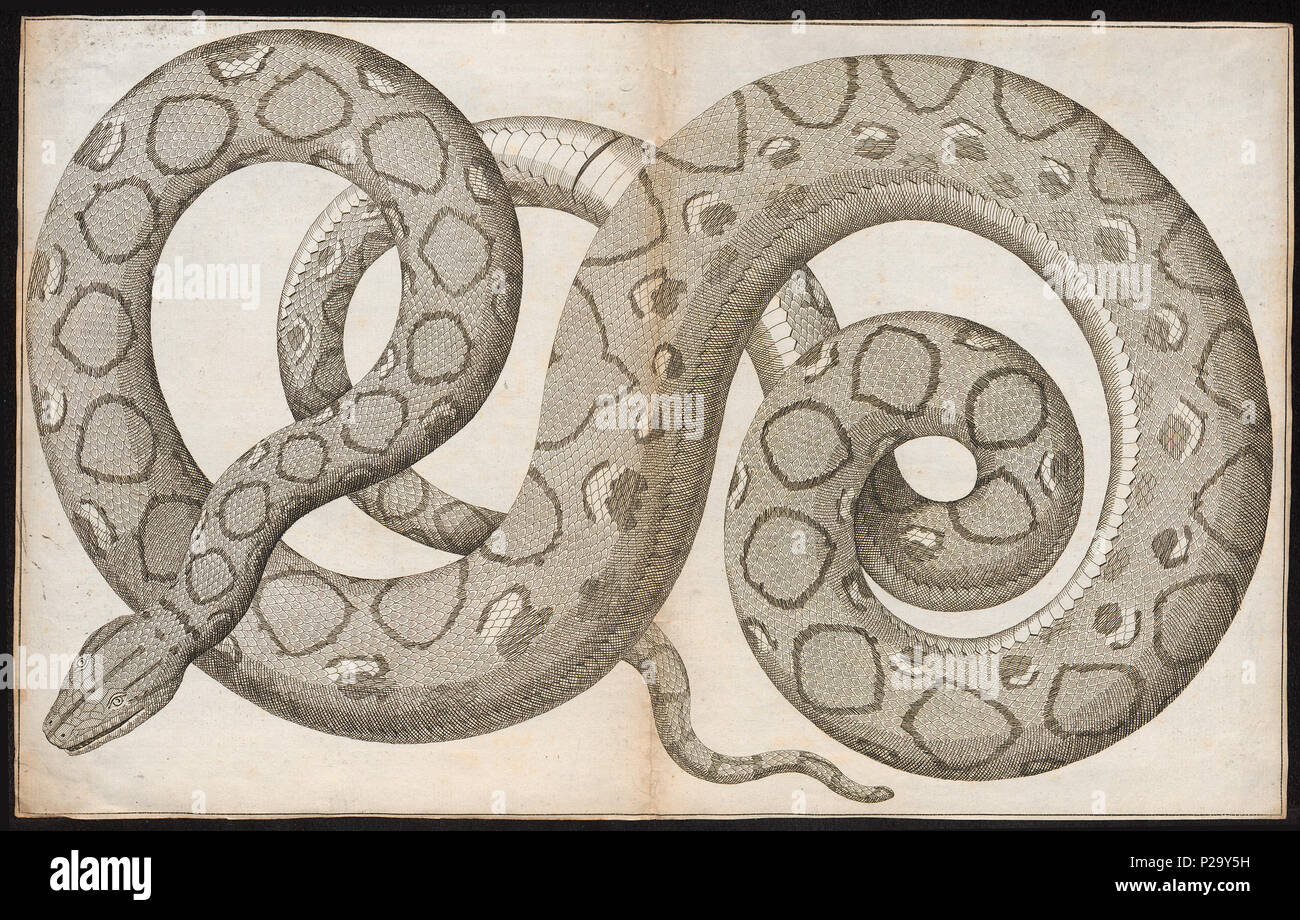 32 Boa murinus - 1700-1880 - Print - Iconographia Zoologica - Special ...