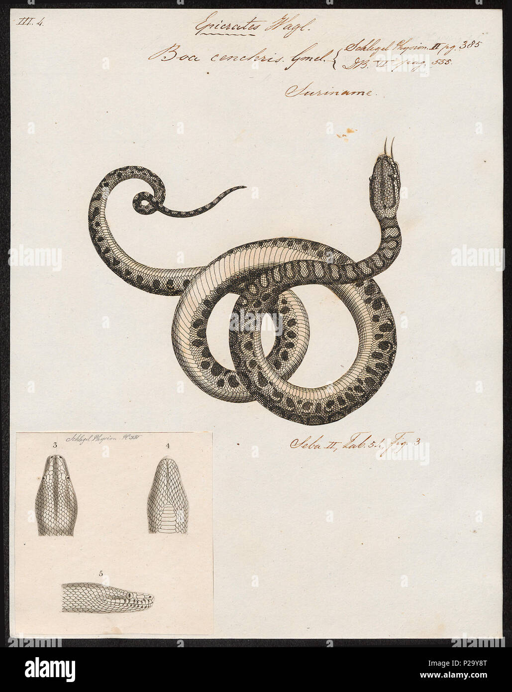 . Boa cenchris . between 1734 and 1765 32 Boa cenchris - 1734-1765 ...