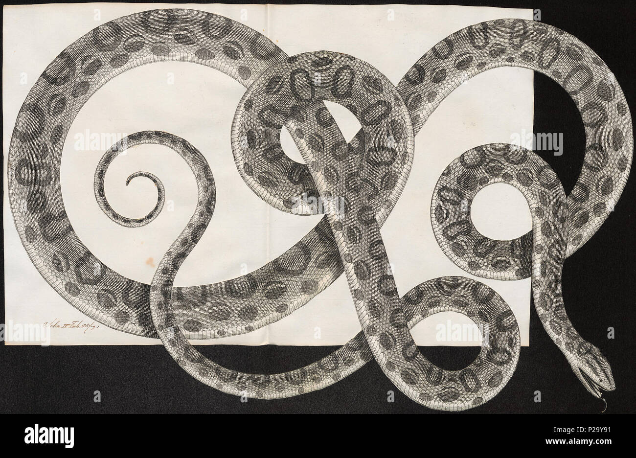 32 Boa cenchris - 1734-1765 - Print - Iconographia Zoologica - Special ...