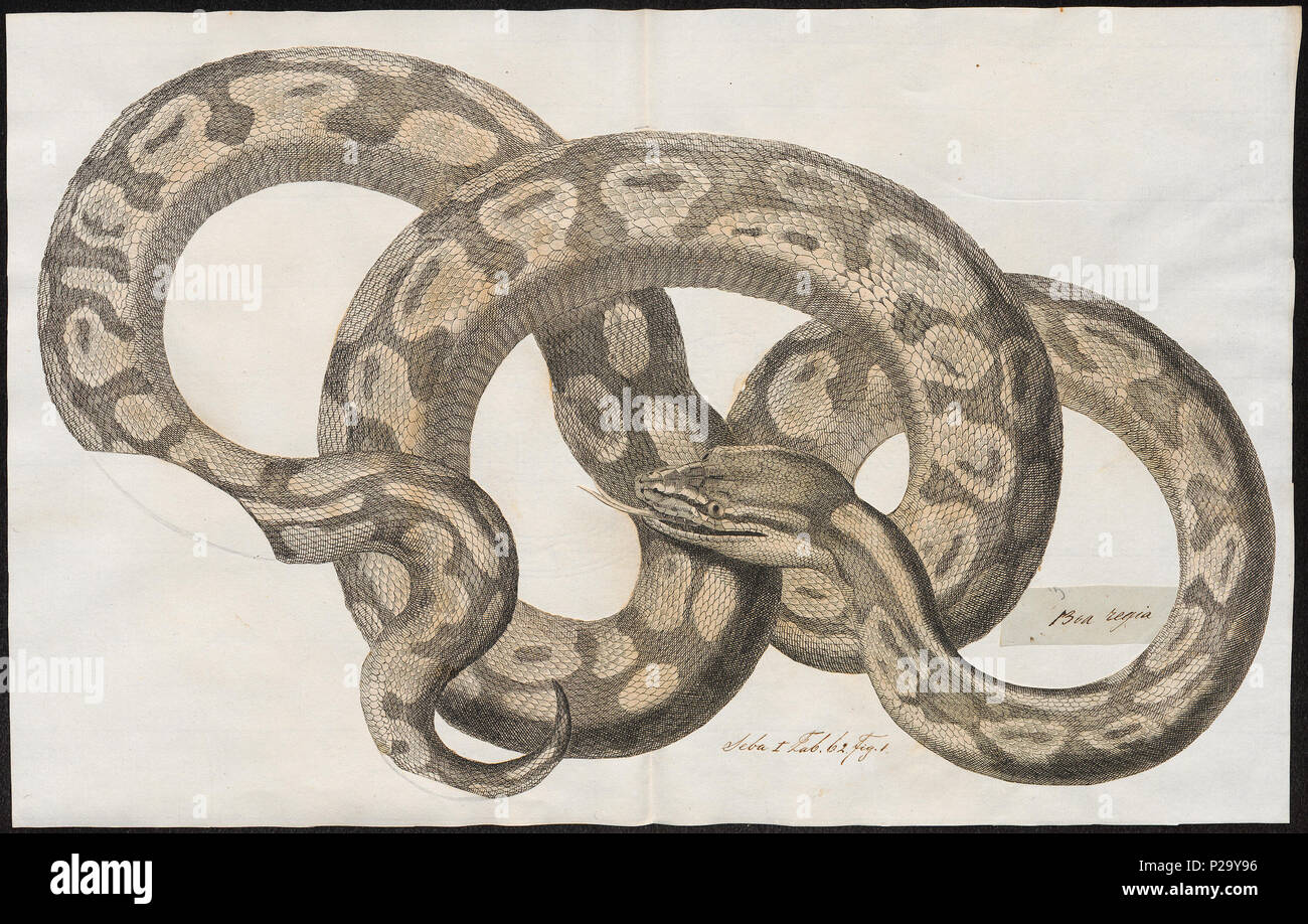 32 Boa cenchris - 1734-1765 - Print - Iconographia Zoologica - Special ...