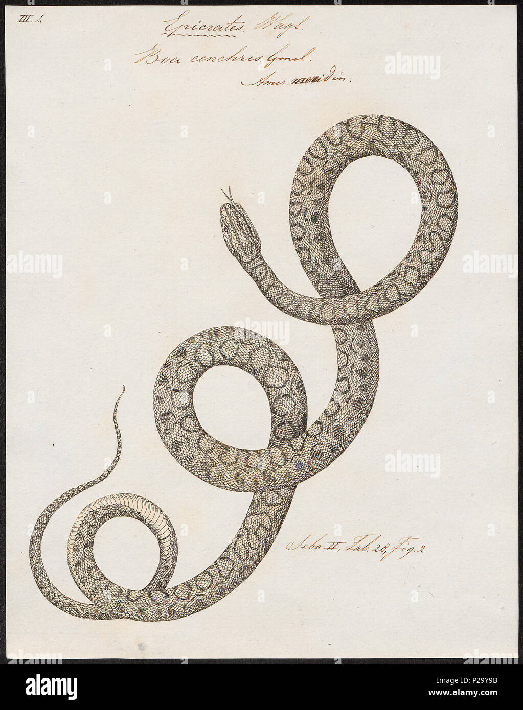 1734 1765 natural history hi-res stock photography and images - Alamy