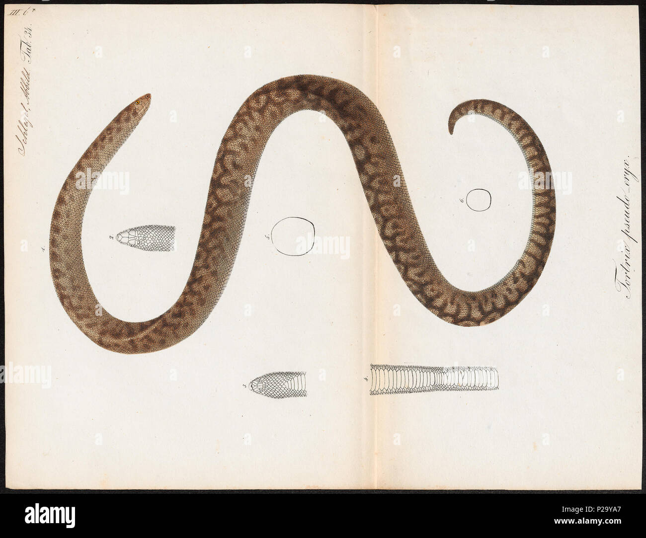 . Platygaster multicarinatus . between 1700 and 1880 227 Platygaster ...