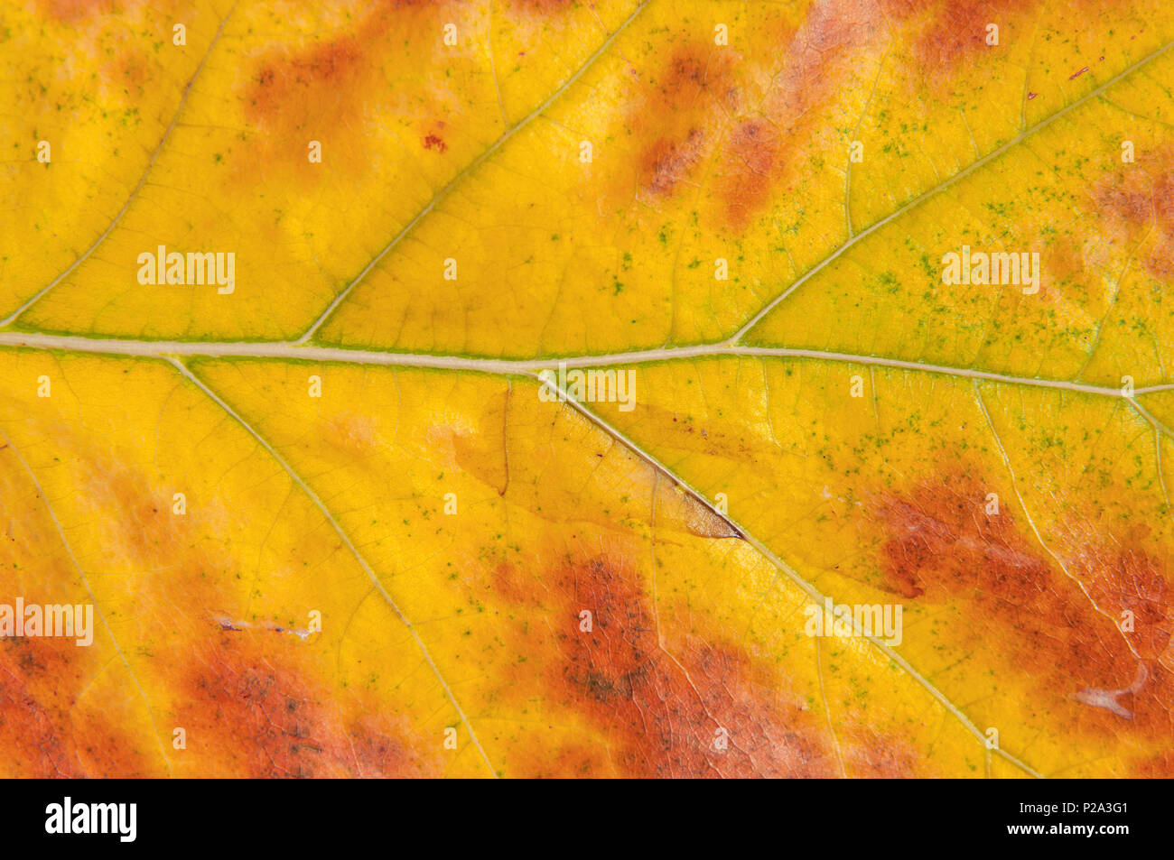 Yellow macro shot leaf with red parts like symbol of nature background ...