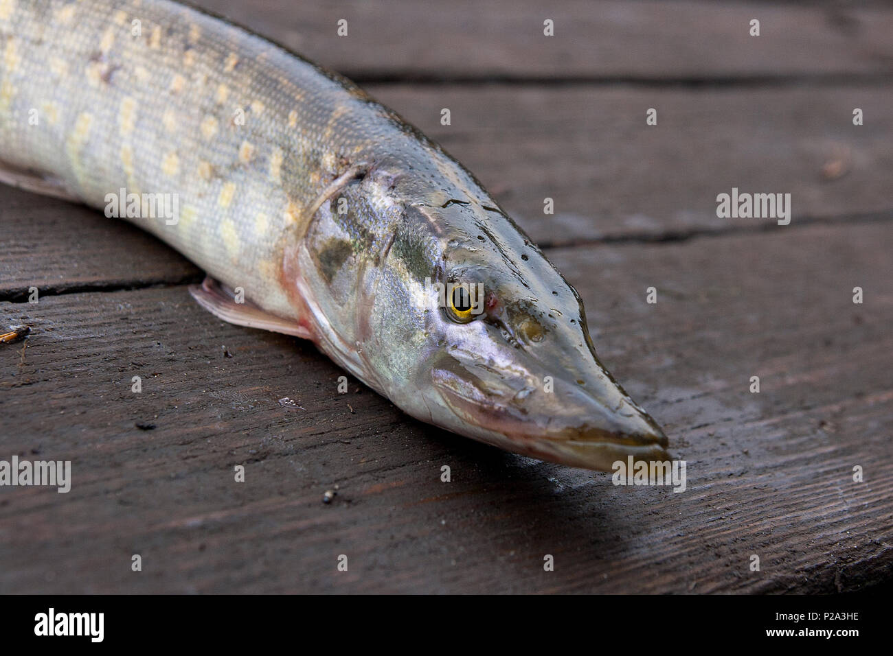 Freshwater fish with big scales hi-res stock photography and images - Alamy