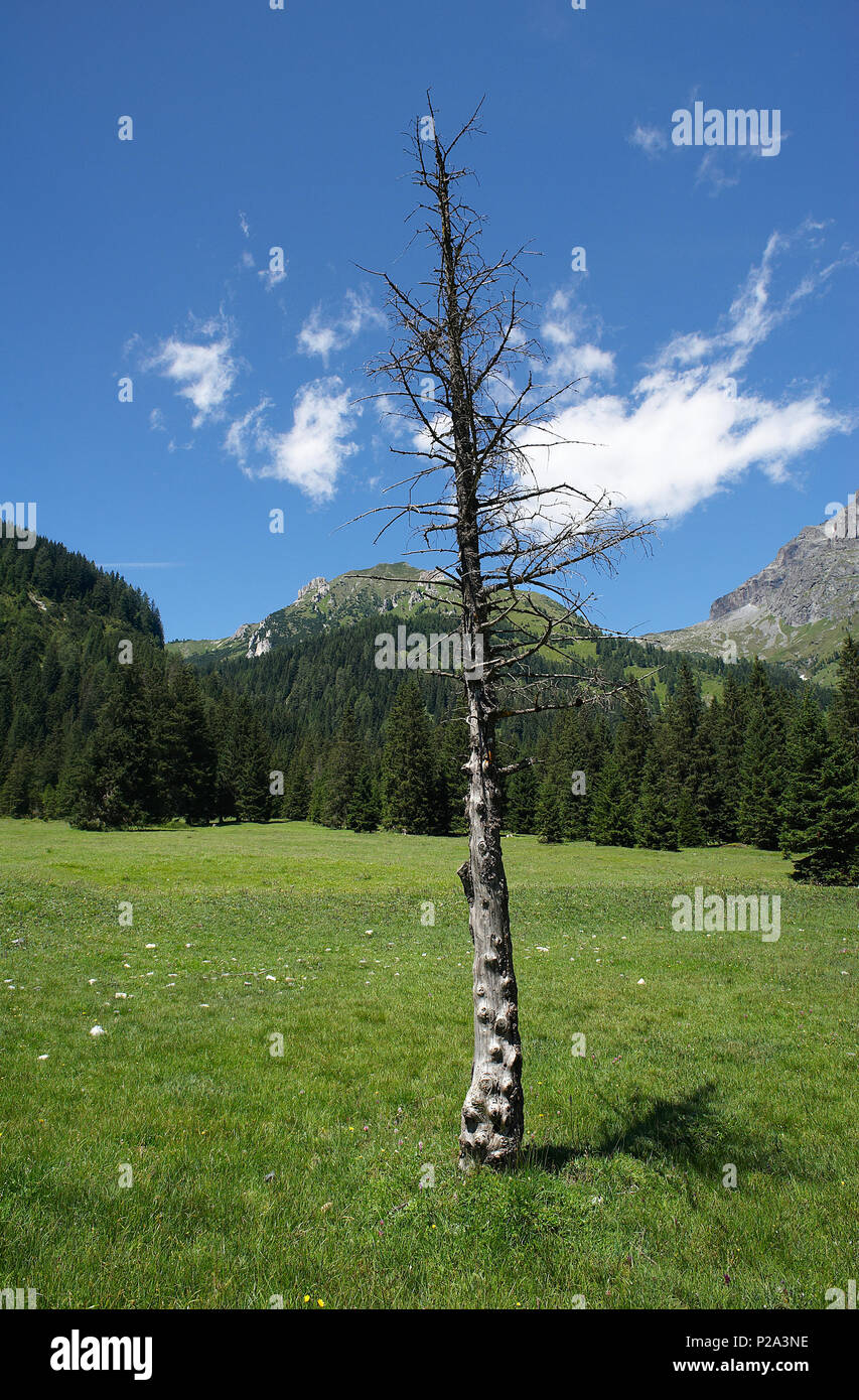 Piana gaver hi-res stock photography and images - Alamy