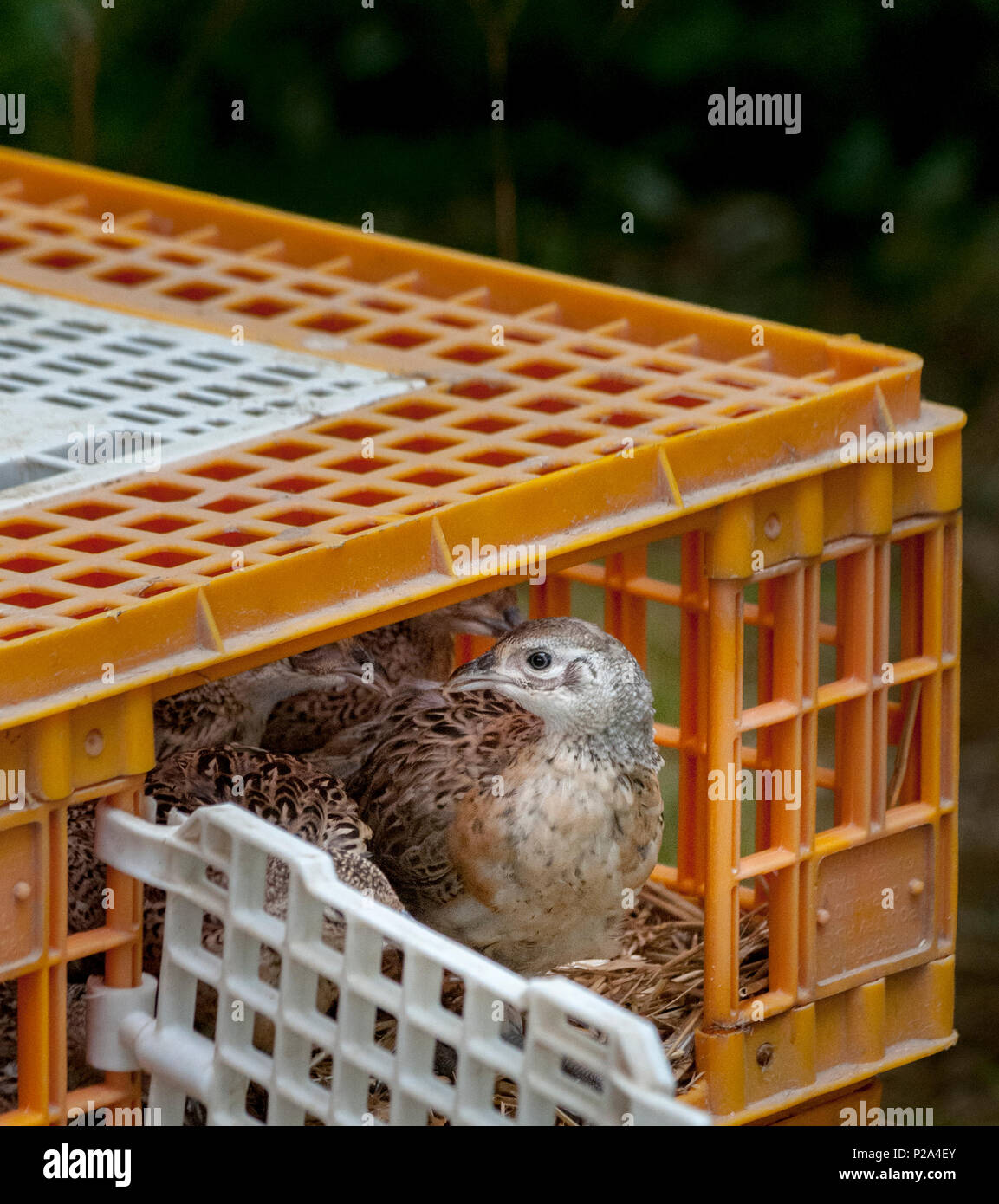 Seven week old pheasant chicks, often known as pheasant poults, being ...