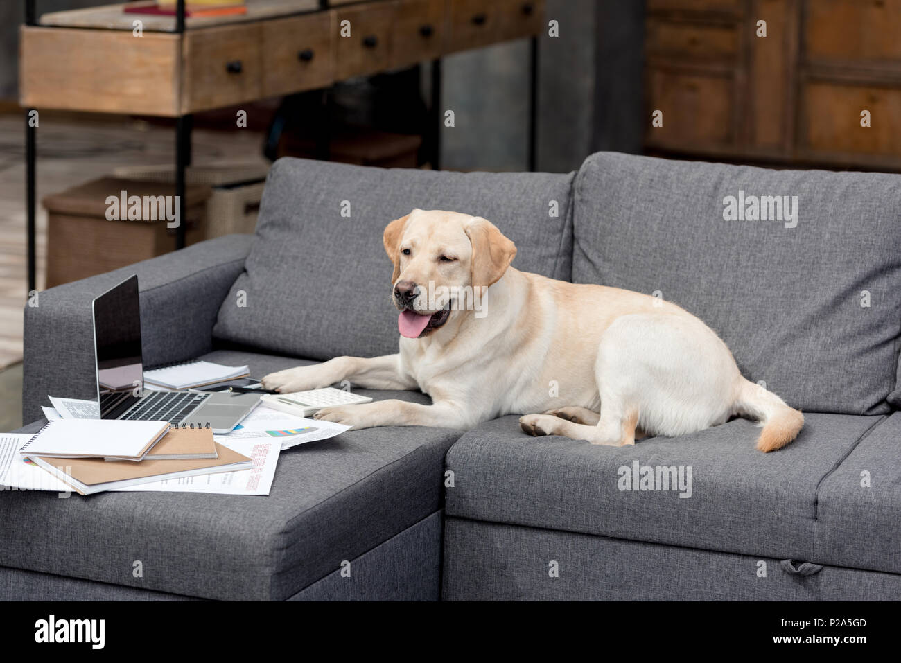 funny labrador dog lying on couch with documents and laptop Stock Photo ...