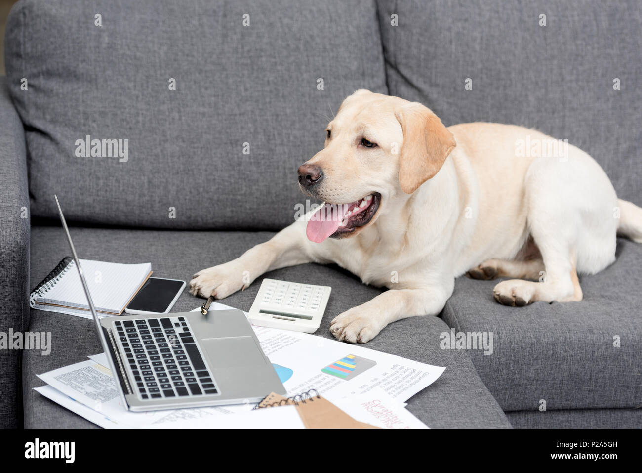 beautiful labrador dog lying on couch with documents and laptop Stock ...