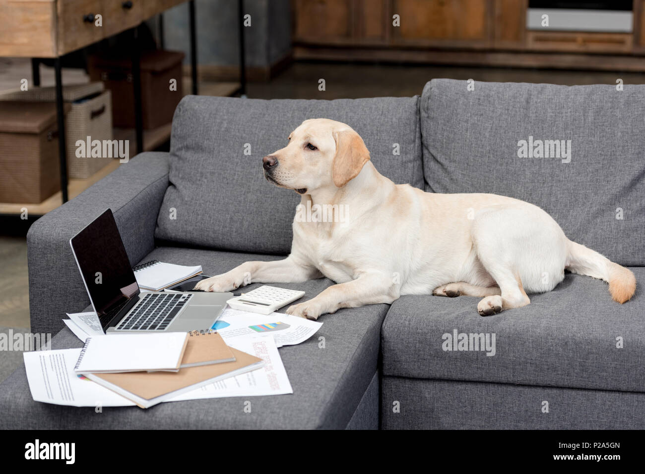 adorable labrador dog lying on couch with documents and laptop Stock ...