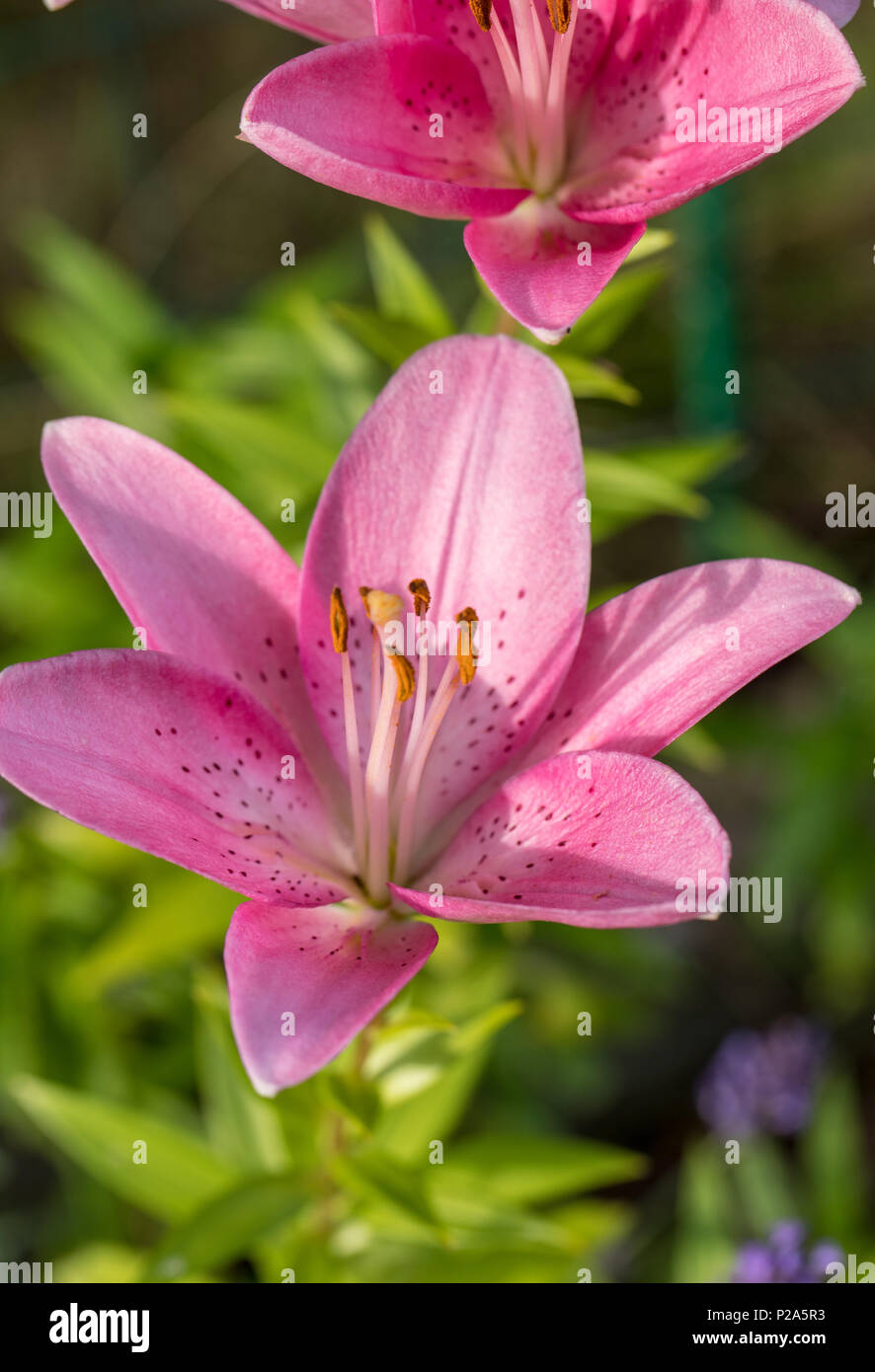 Close-up of pink liles flowers. Common names for species in this genus ...