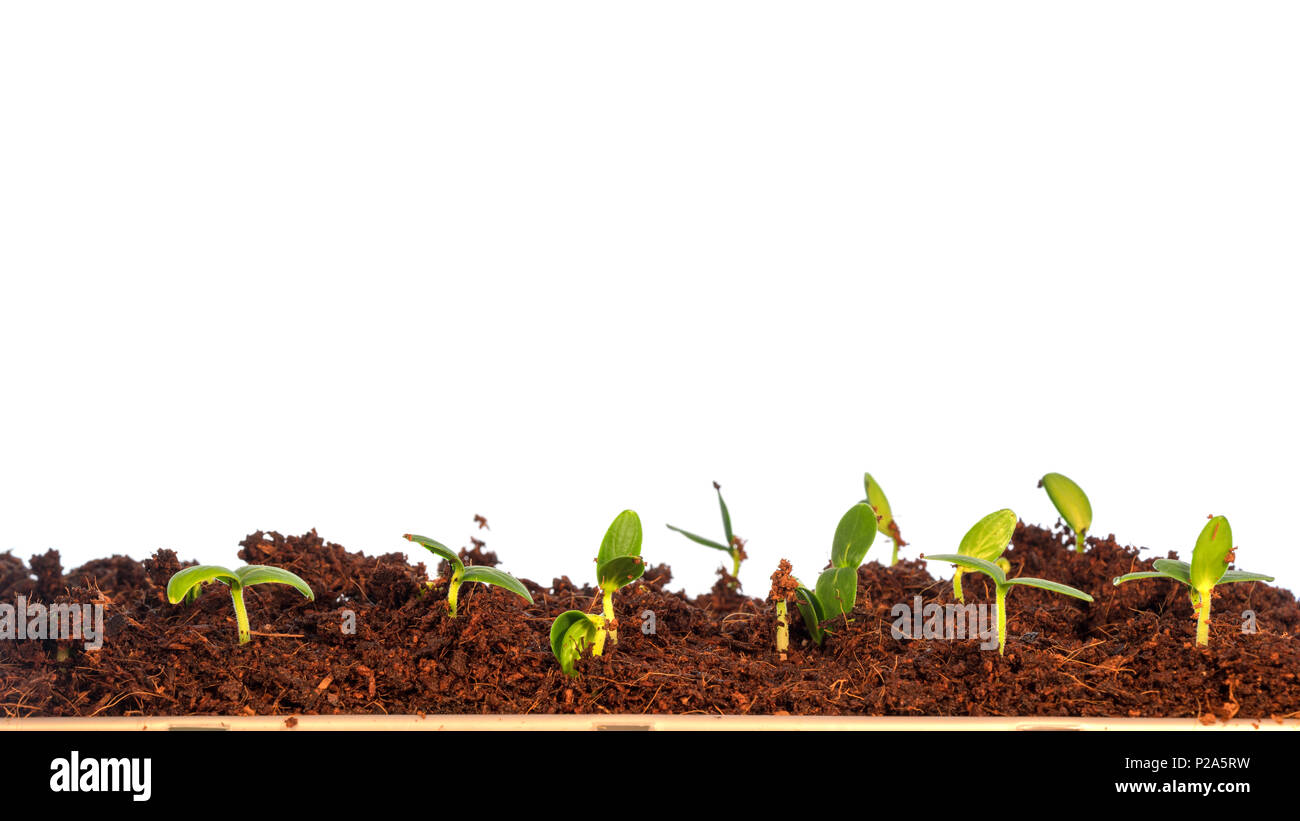 Seedlings of agricultural plants on white background Stock Photo - Alamy