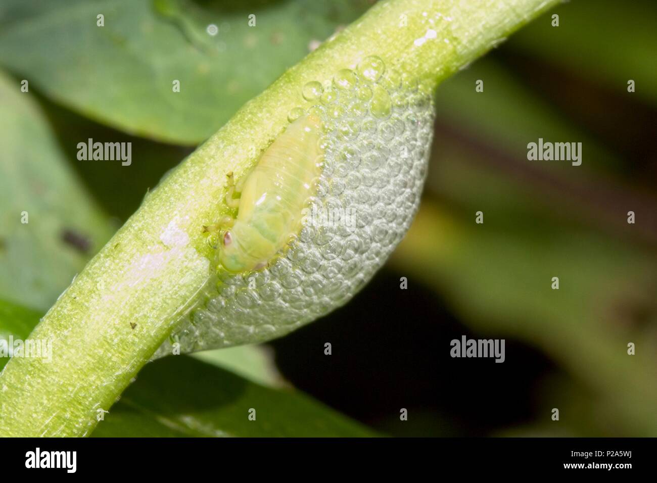 Common Froghopper (Philaenus spumarius) larva/nymph, UK Stock Photo - Alamy