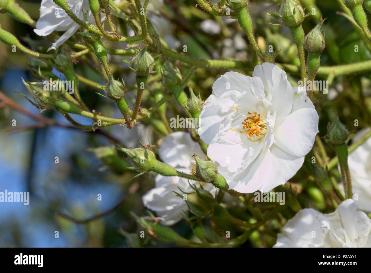Climbing rose, Rosa 'Rambling Rector' flower head Stock Photo - Alamy