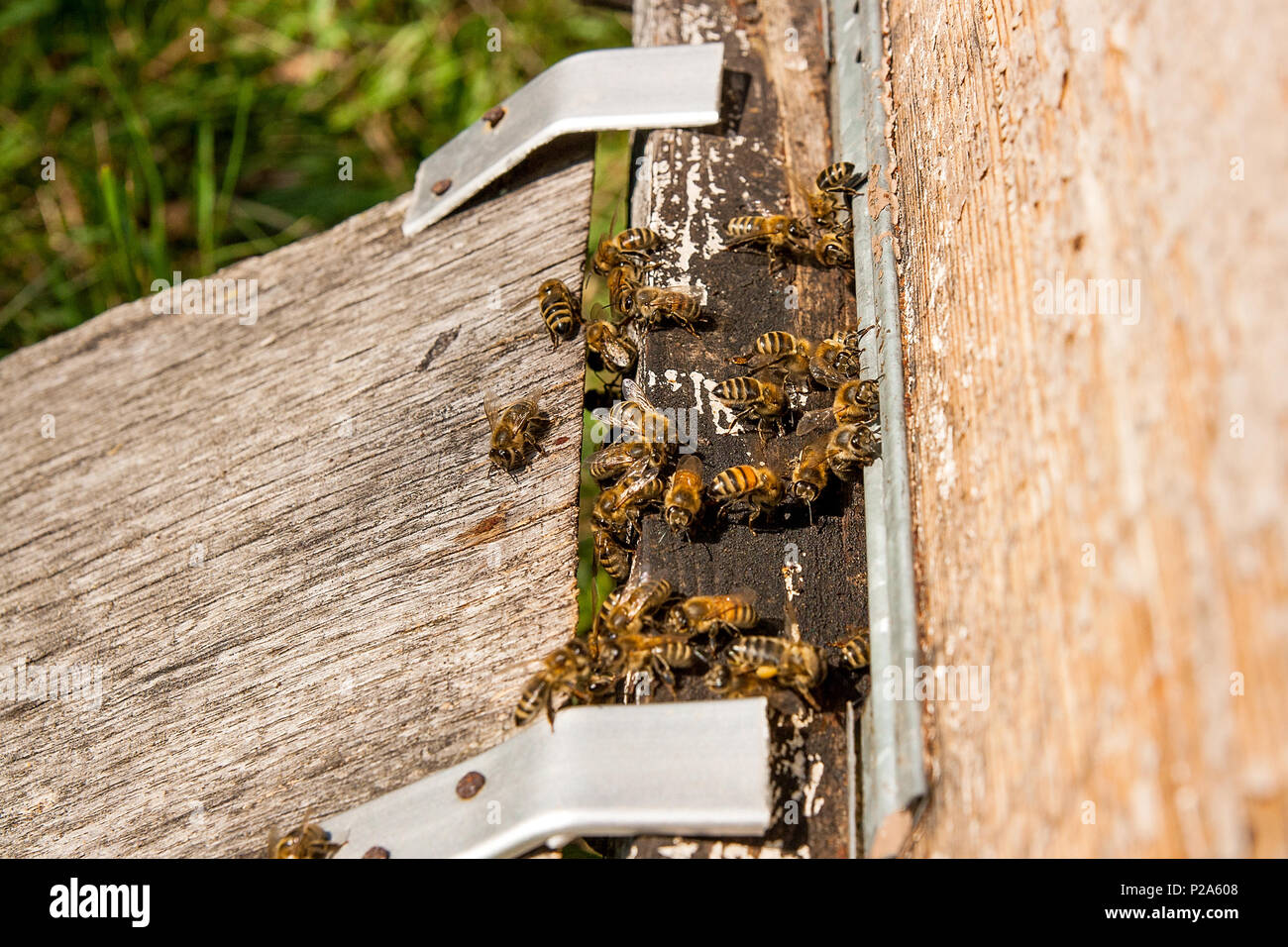 Plenty of bees at the entrance of beehive in apiary. Busy bees, close ...