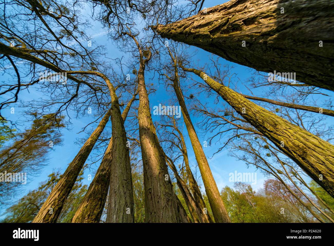 Tree with sunlight angle hi-res stock photography and images - Alamy