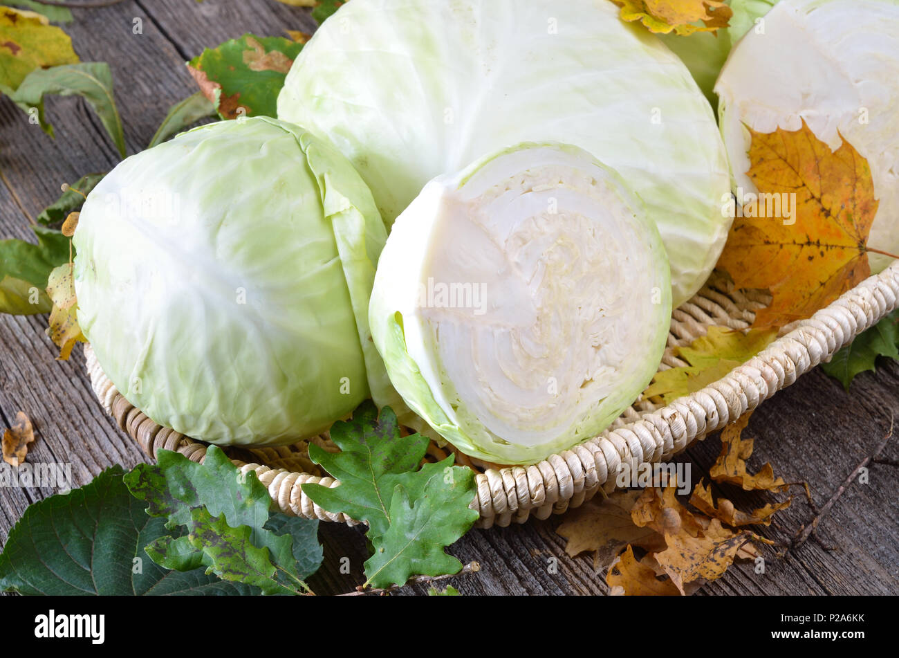 Fat cabbage white hi-res stock photography and images - Alamy