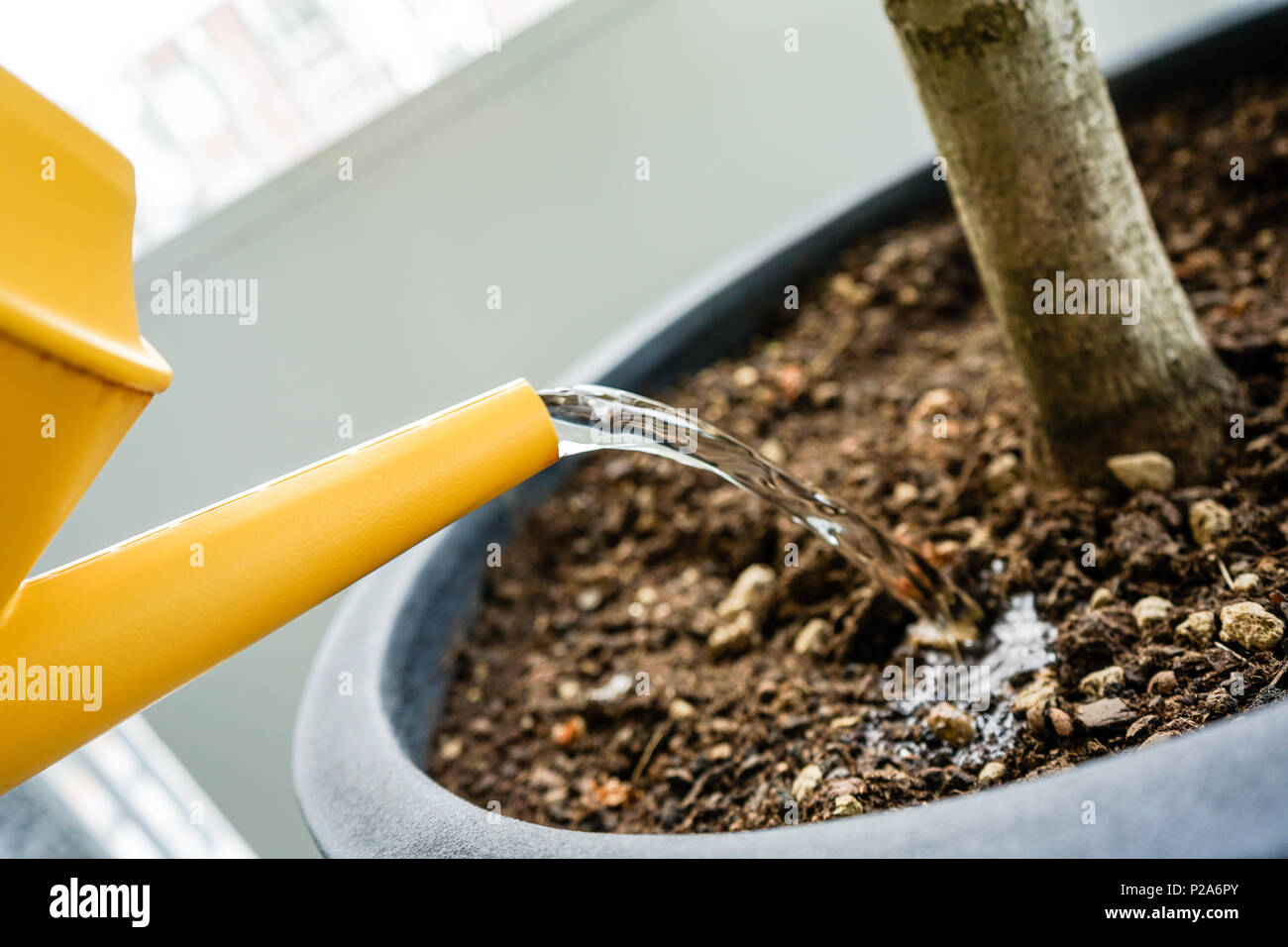 yellow watering can with dry ton pot giving water Stock Photo - Alamy