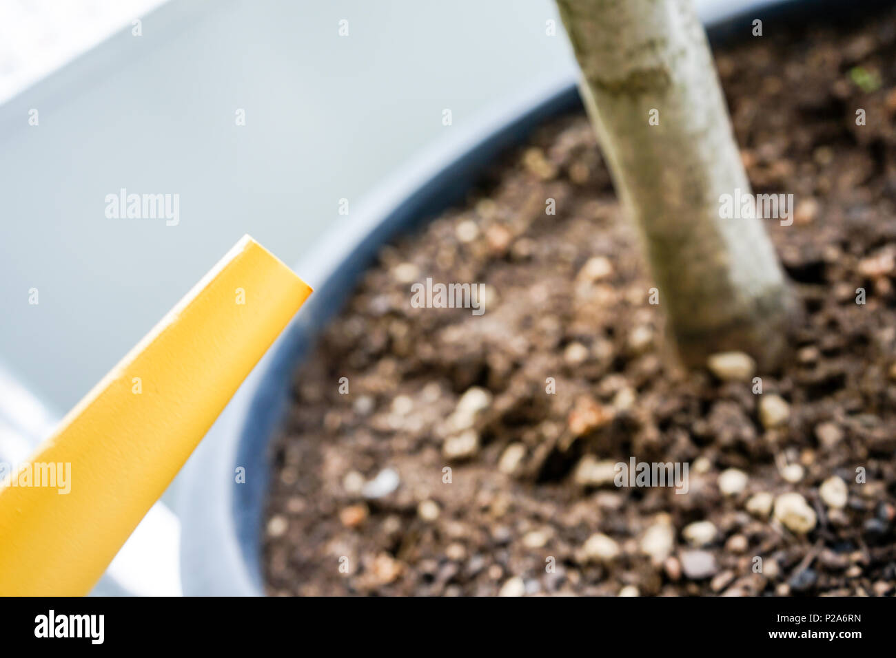 yellow watering can with dry ton pot giving water Stock Photo - Alamy