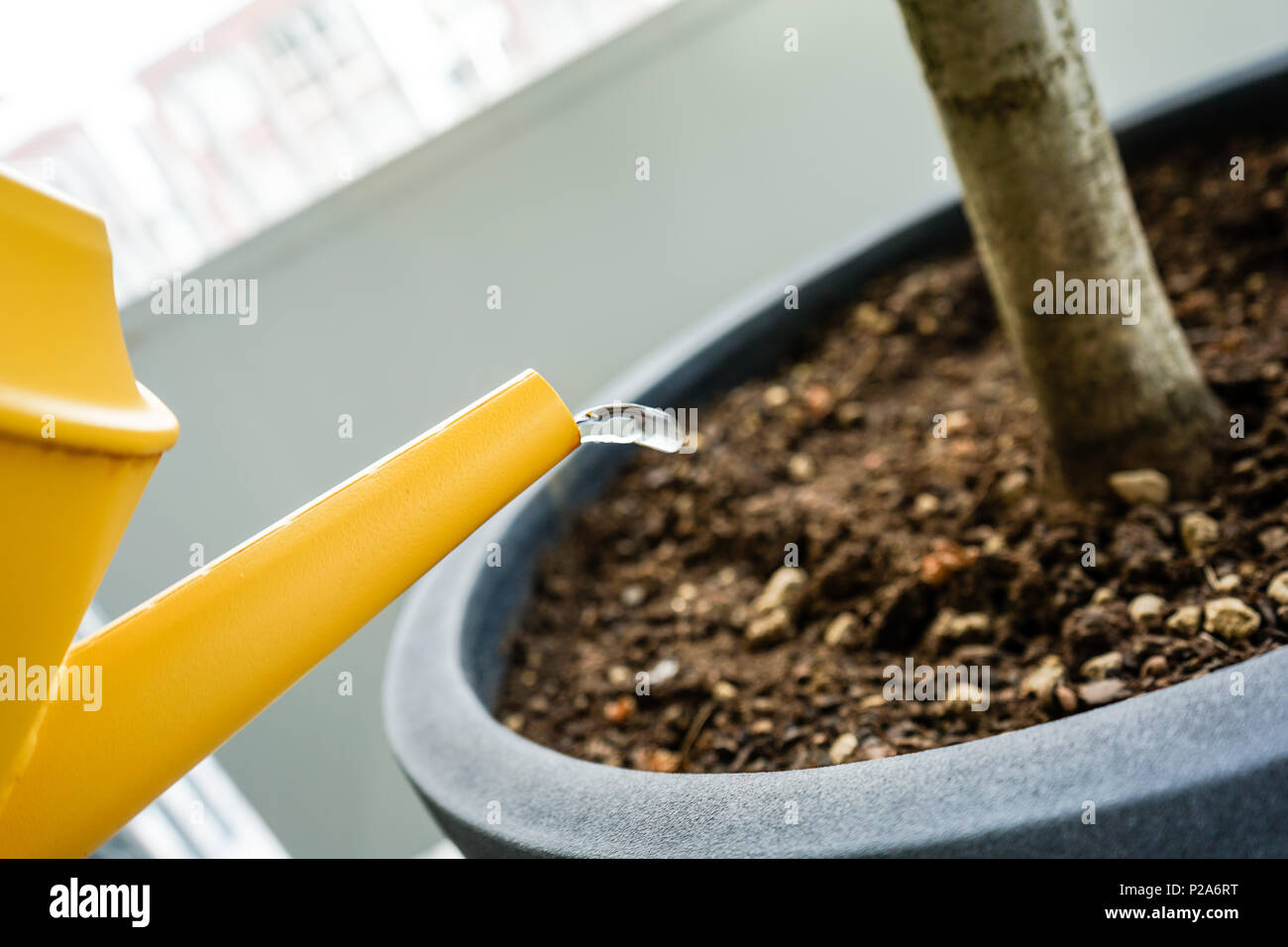 yellow watering can with dry ton pot giving water Stock Photo - Alamy