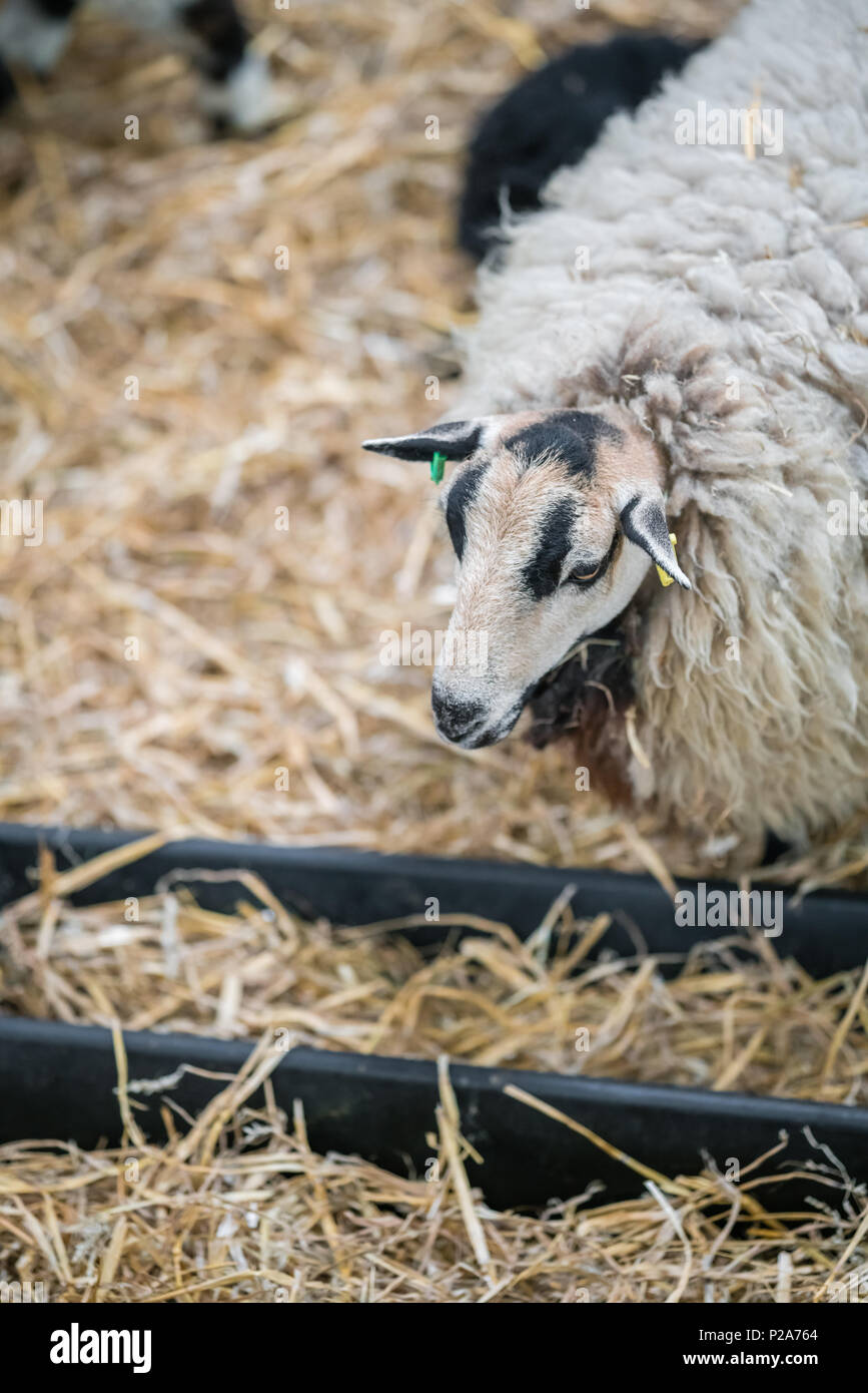 Sheep standing inside barn on a farm in Kent, UK Stock Photo - Alamy