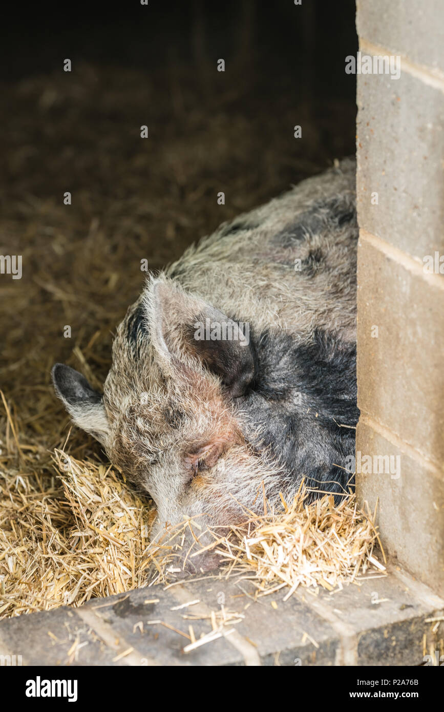 Pig sleeping on hay hi-res stock photography and images - Alamy