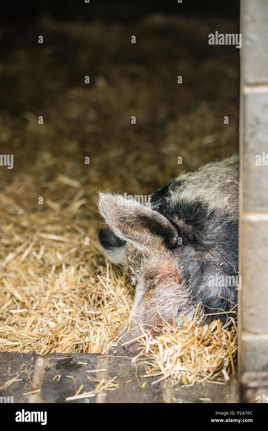 Pig sleeping on the ground in a barn on a farm Stock Photo - Alamy