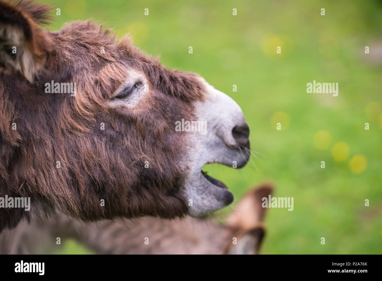 Donkey shouting hi-res stock photography and images - Alamy