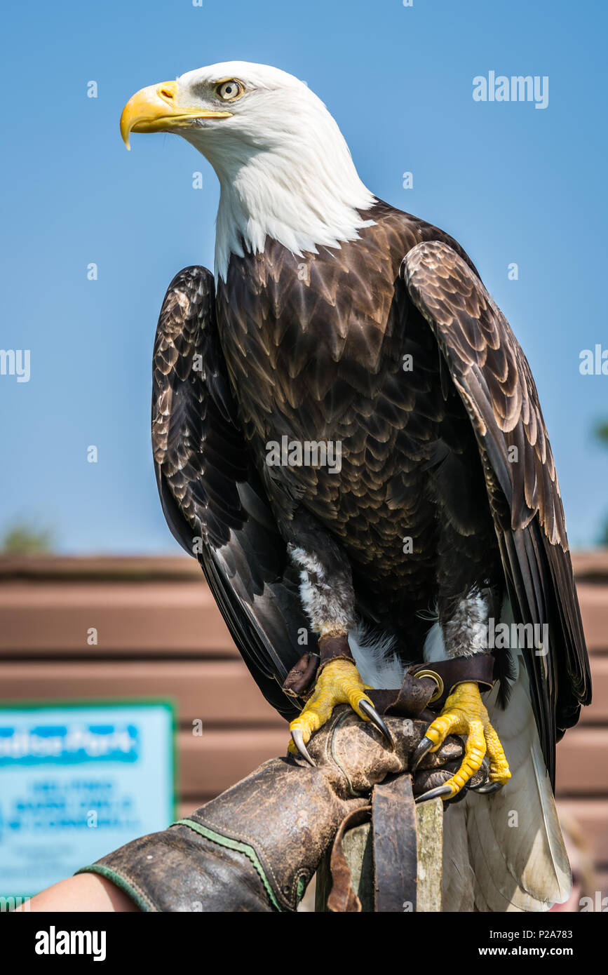 Majestic bald eagle sitting on a trainer hand during birds of prey show ...