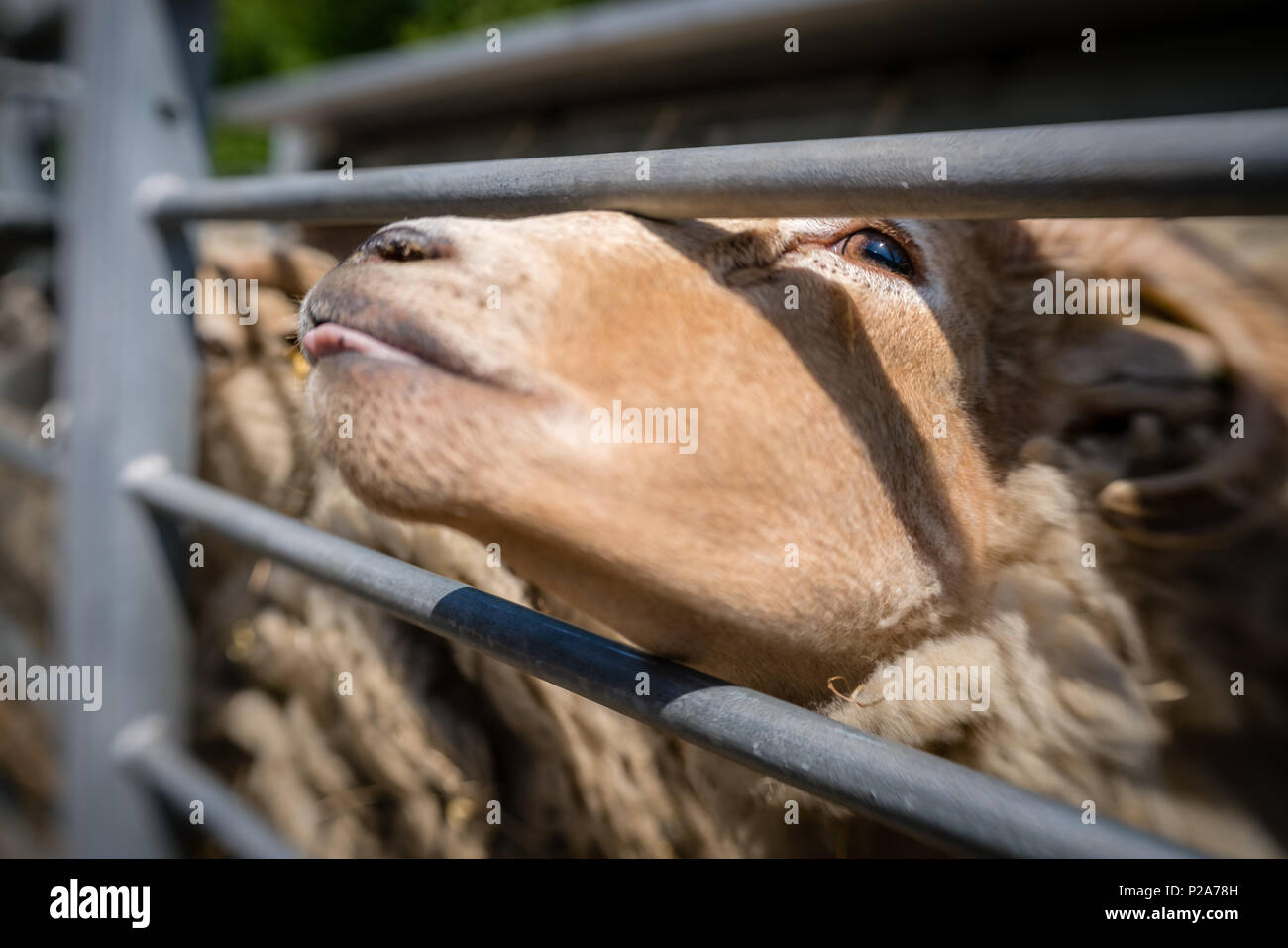 Sheep trying to squeeze her head through the metal gates on a farm in ...