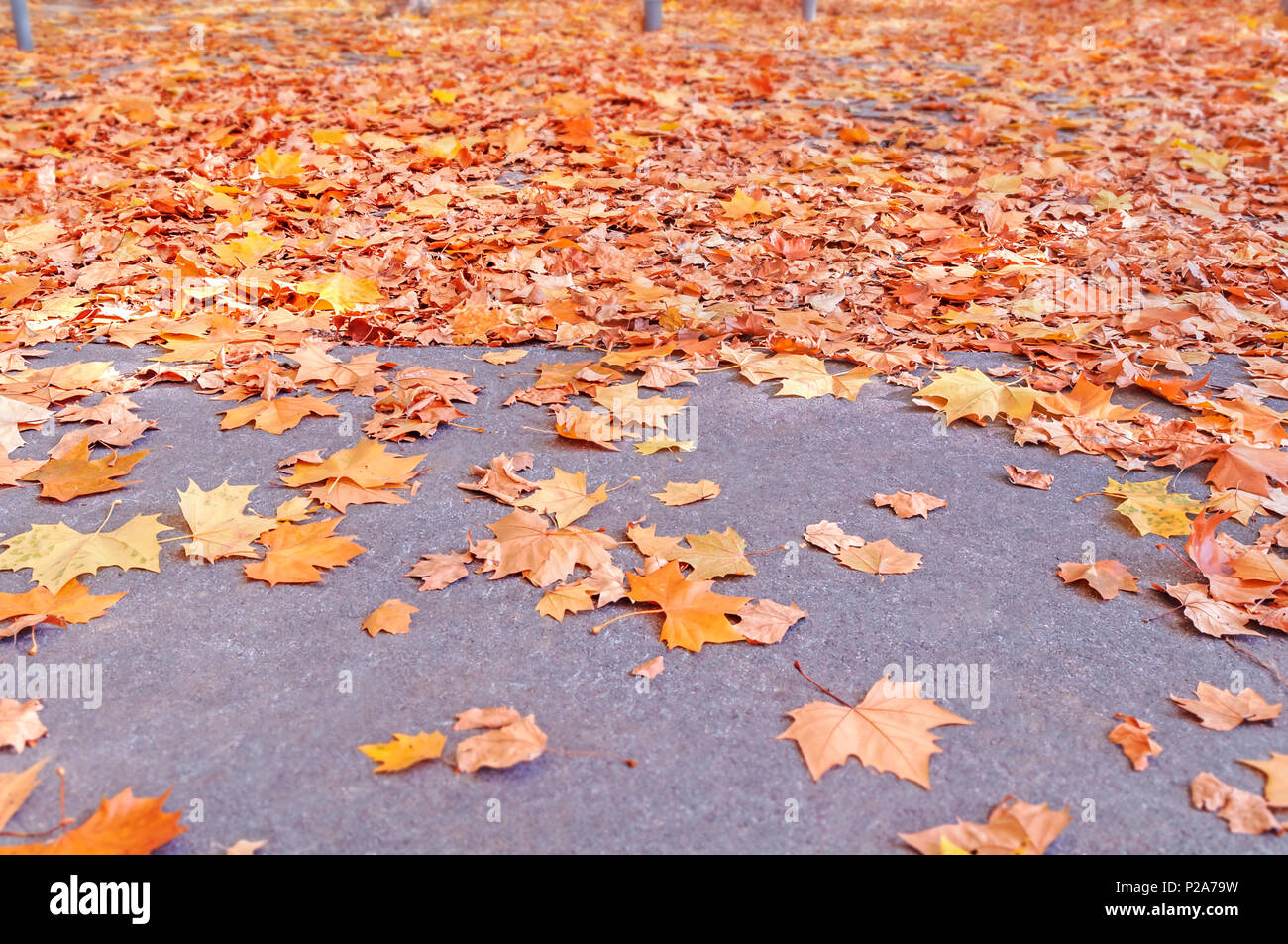 Yellow, orange and red autumn leaves in beautiful fall park Stock Photo ...
