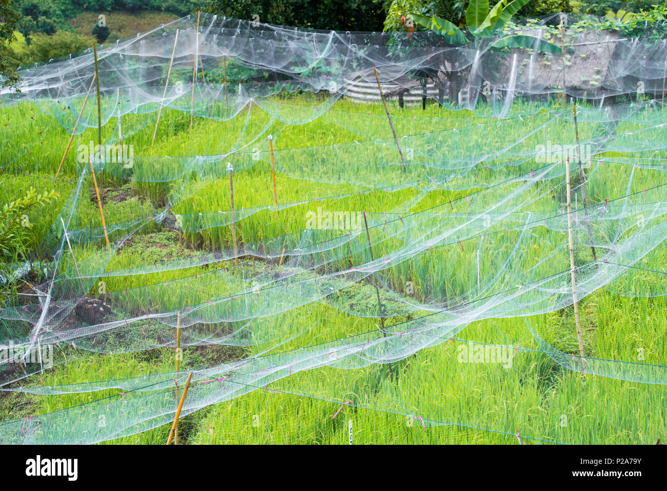 Rice field in the tested rice field with net cover at Royal Highland ...