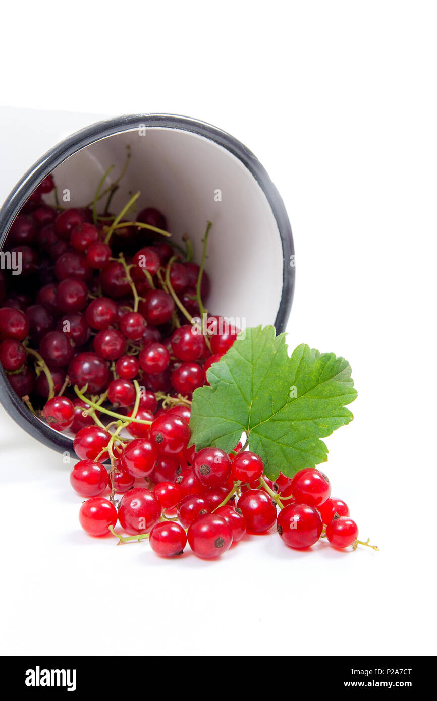 Close up view of white cup with red currant berry isolated on white ...