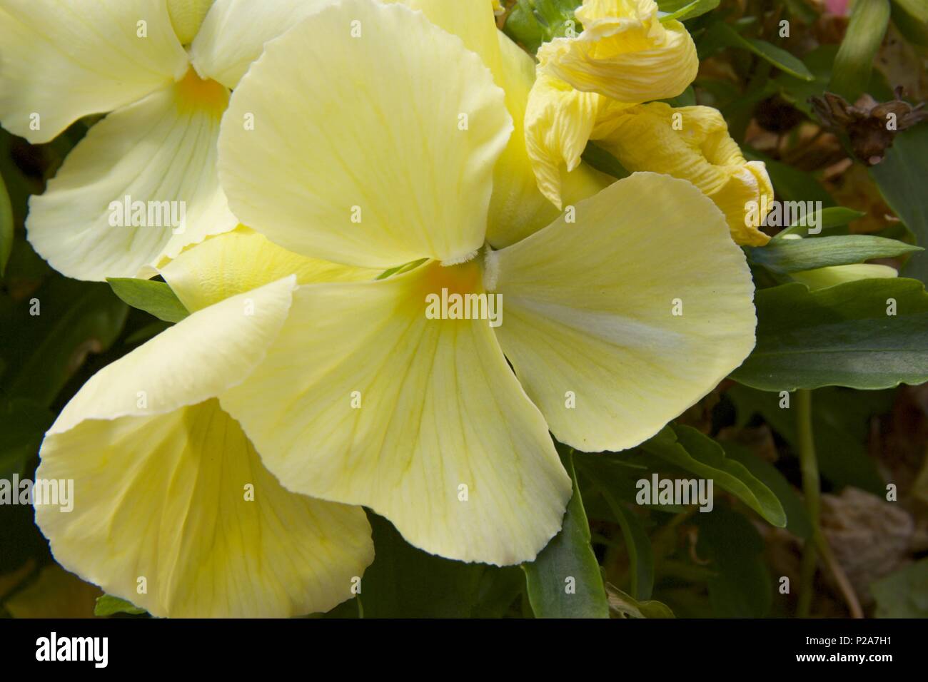 Pale yellow pansies called Matrix Primrose Pansy or Viola x ... Pale yellow pansies called Matrix Primrose Pansy or Viola x ...