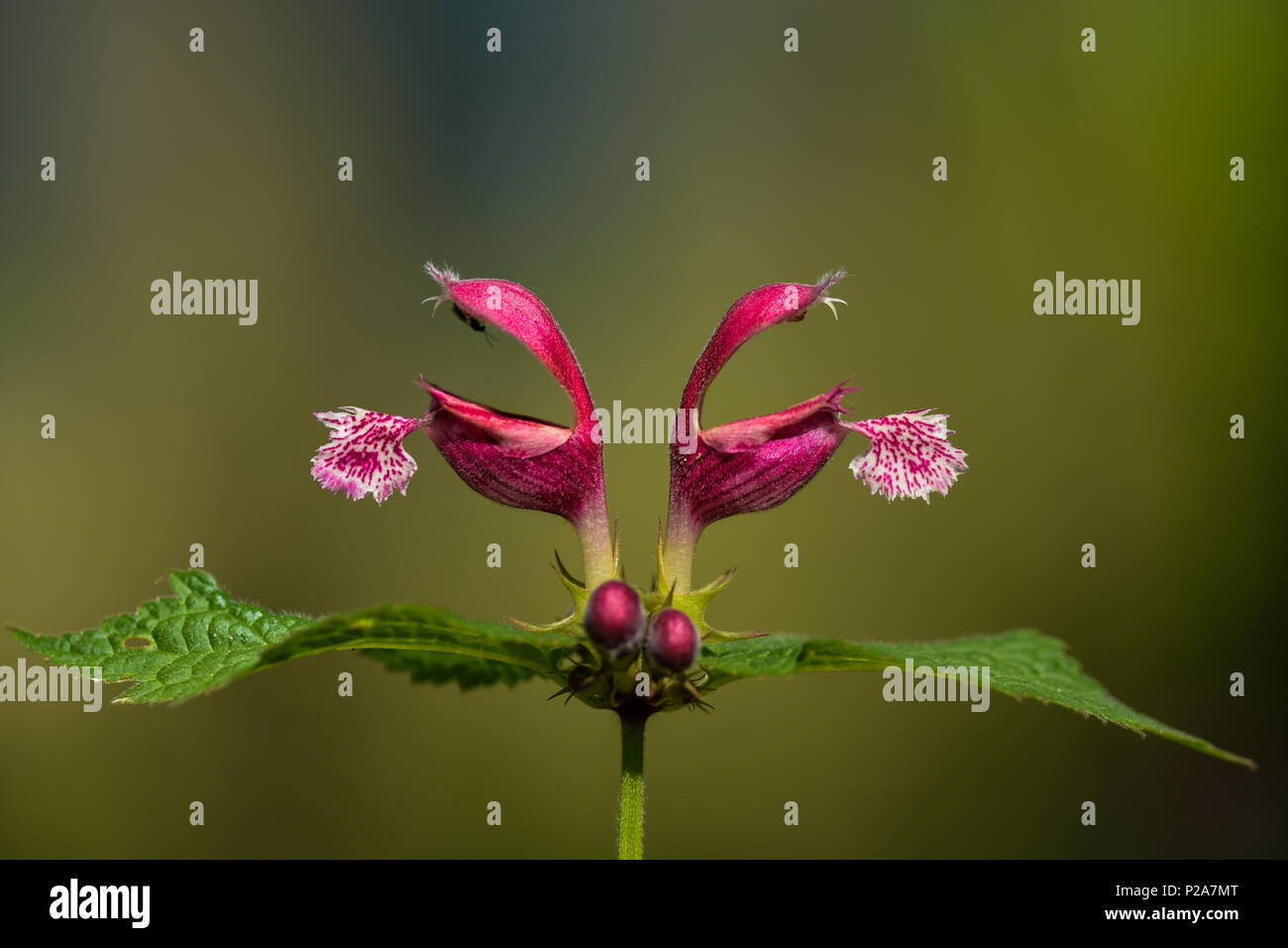 Stinging Nettle Flower High Resolution Stock Photography and Images - Alamy